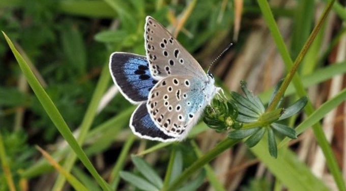 ‘Extinct’ Large Blue Butterfly is Reintroduced in the Wild After 150 ...