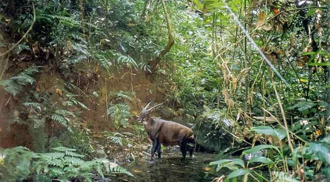 Why the Saola Is Endangered and What We Can Do?